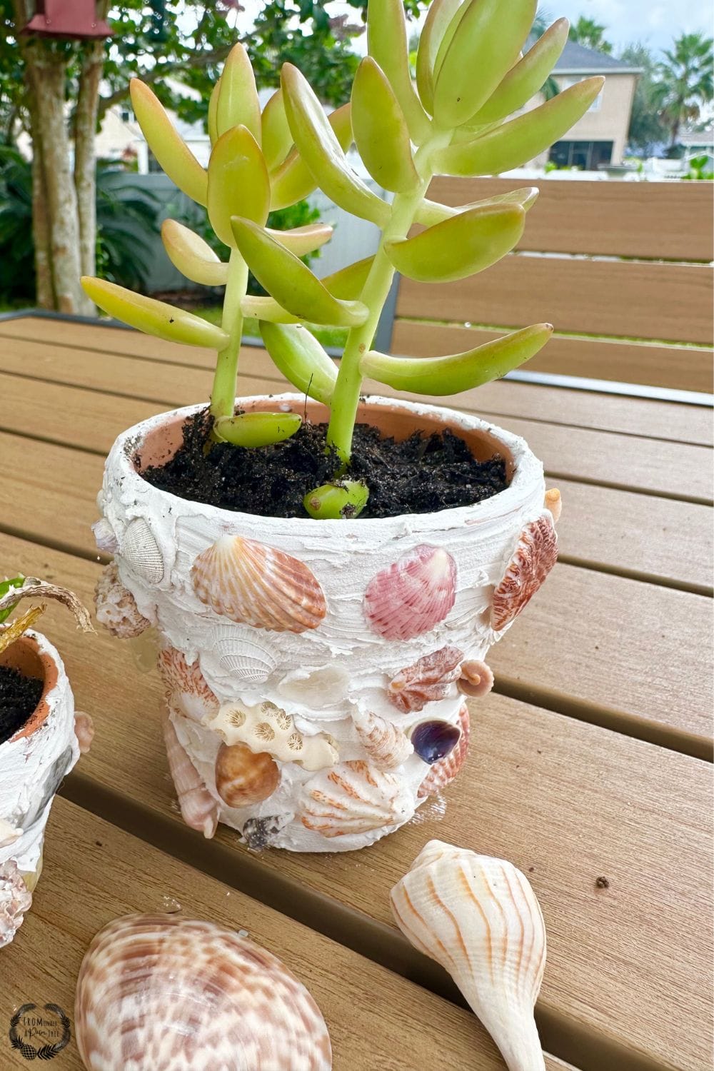 DIY Seashell Flower Pot > From Under a Palm Tree